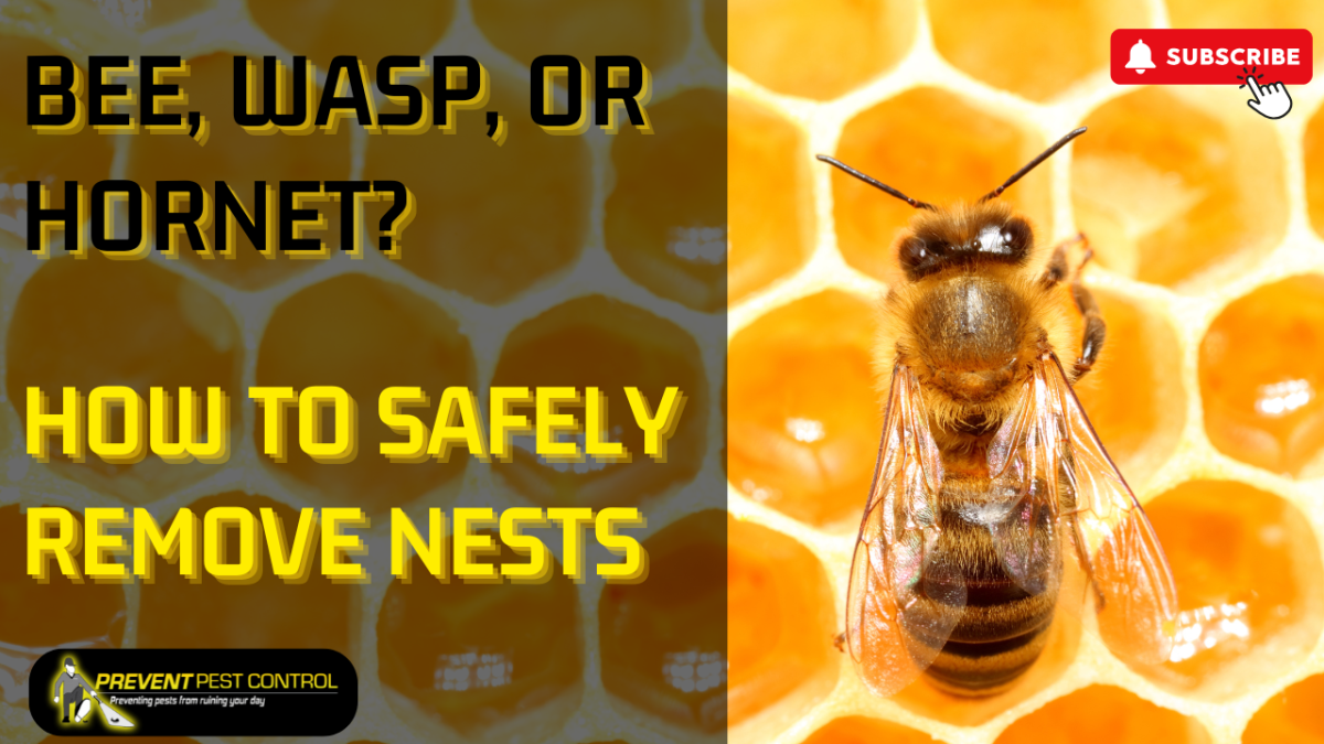 Hornets vs. Wasps: Know the Differences, Dangers, and Safe Removal Tips ...